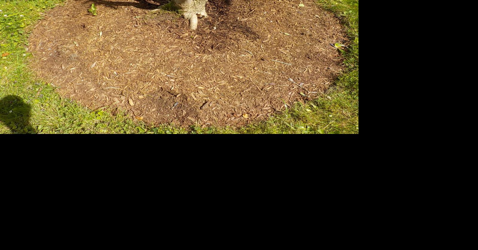 Notes from the Garden: Are your plants suffering from a drought ...