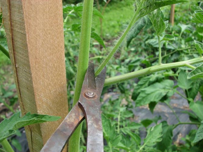 Henry Homeyer | Notes from the Garden: The queen of the garden ...