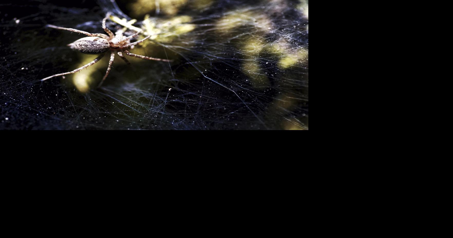 Fish: We're not crying wolf when it comes to this huge spider problem ...