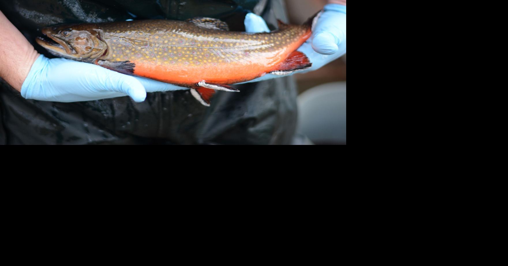 New trophy trout stocking locations offer winter fishing opportunities ...