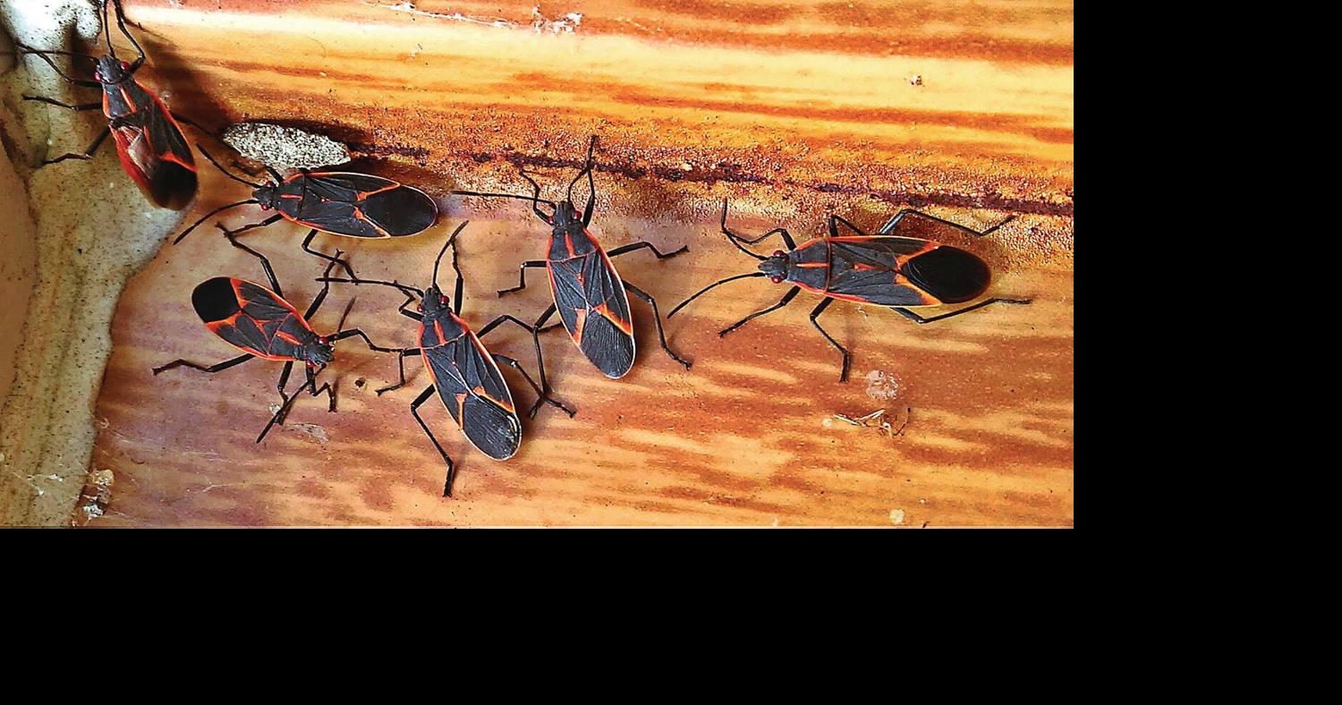 Thom Smith: Colder weather means insect invasion | Outdoors | reformer.com