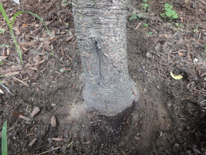 Henry Homeyer | Notes from the Garden: How to Move a Shrub | Community ...