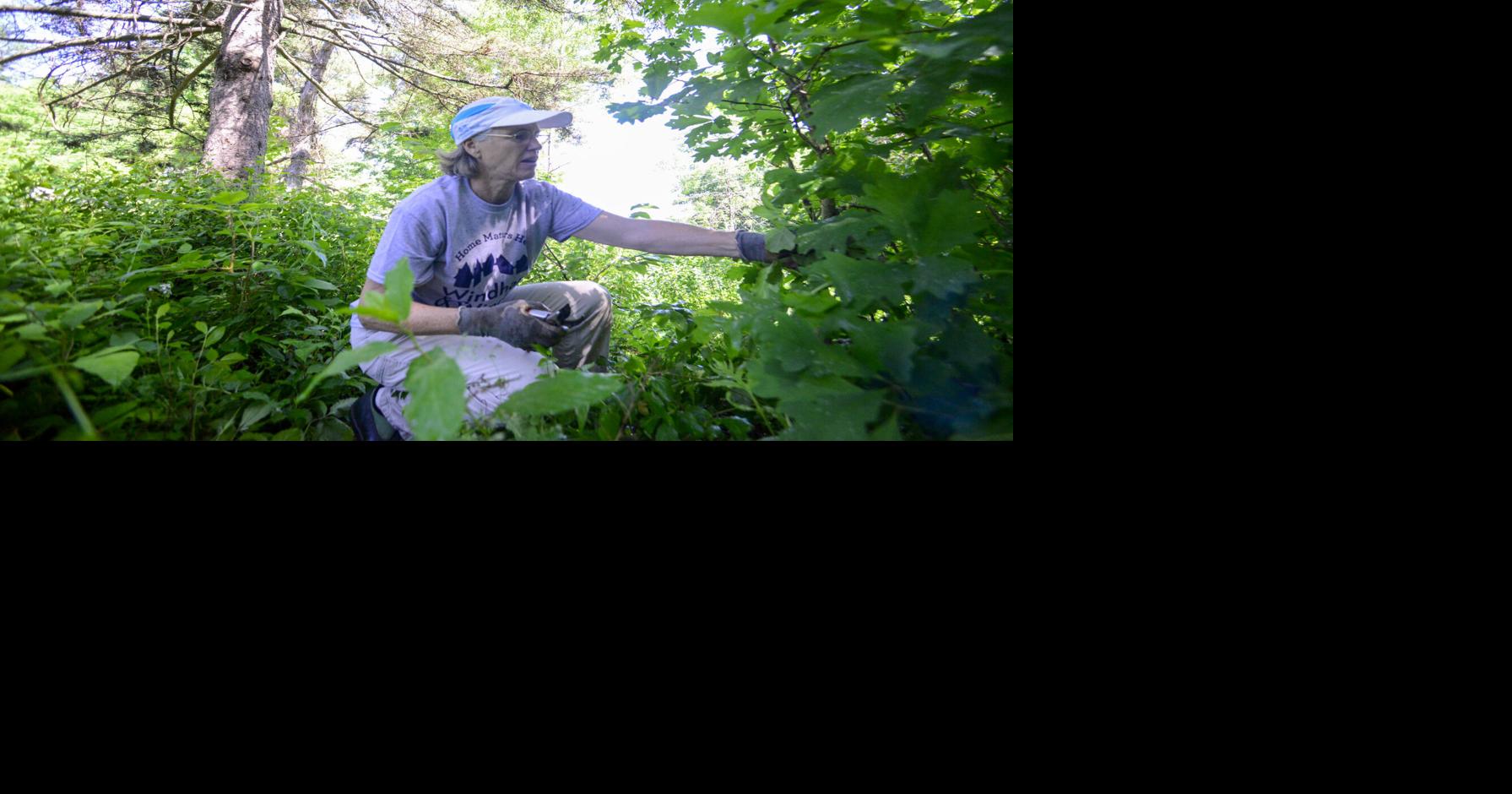 PHOTOS: Invasive Species Clean-Up | Multimedia | reformer.com