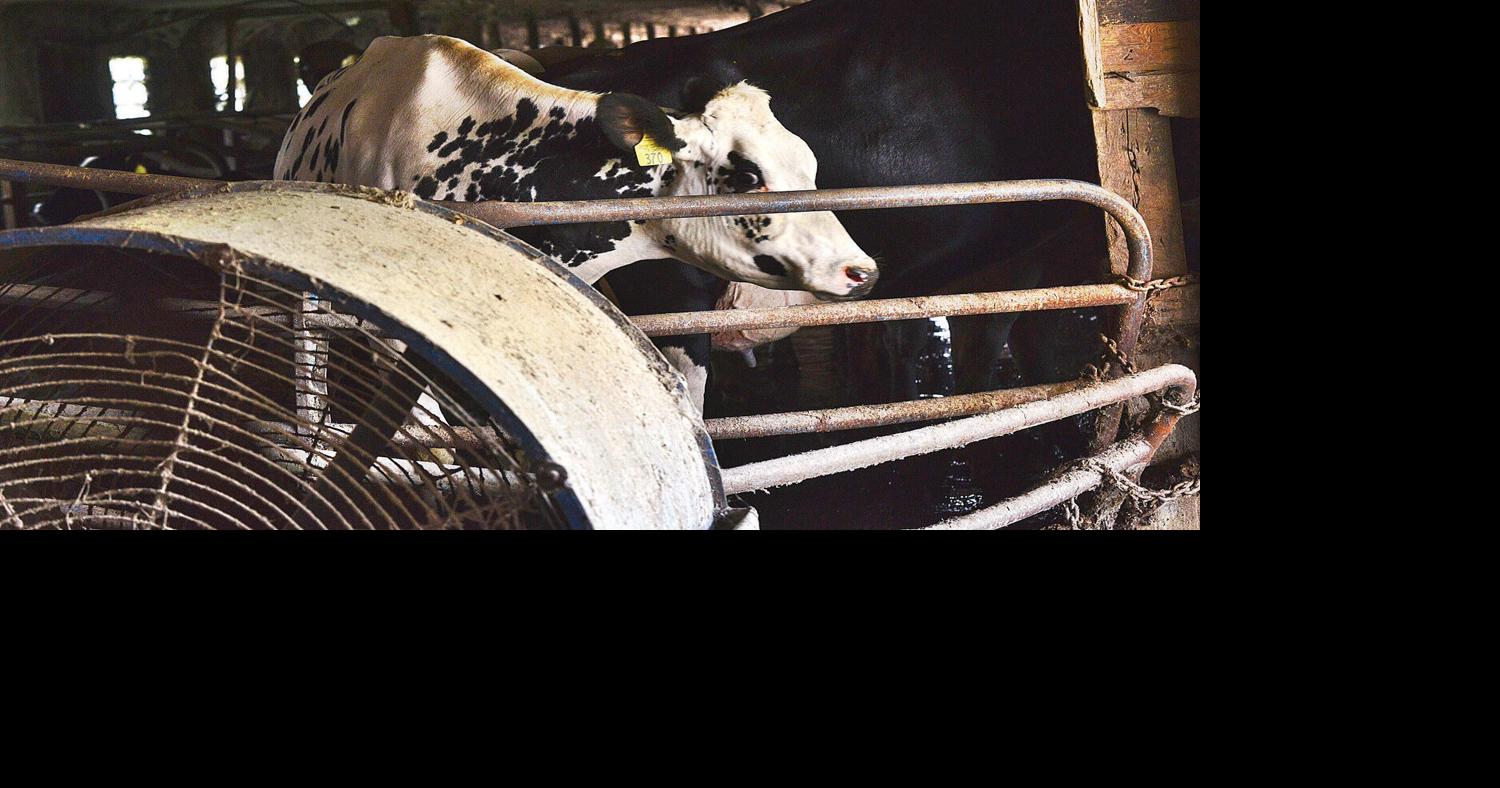 Keeping cows cool with kindness | Local News | reformer.com