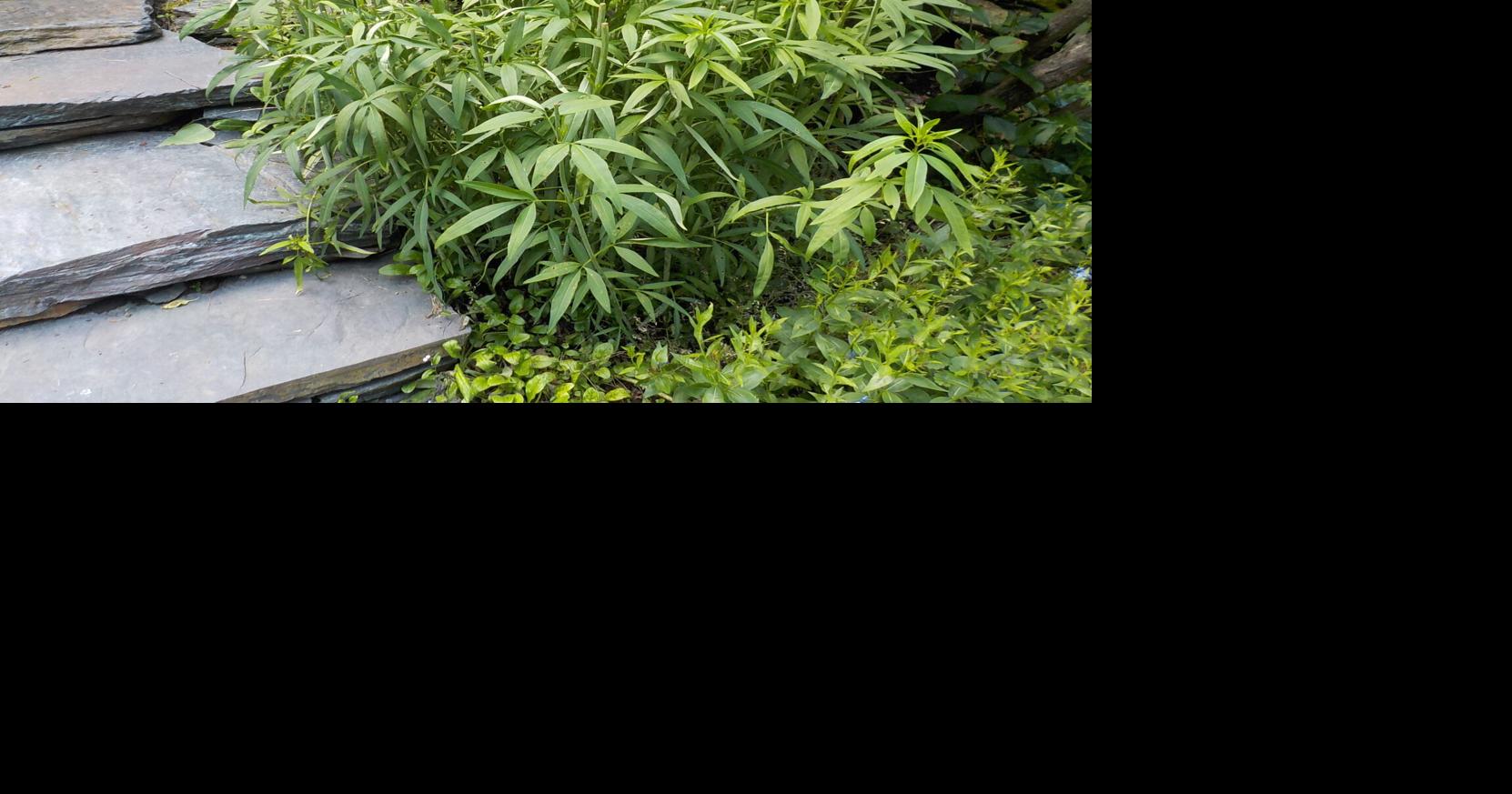 Henry Homeyer | Notes from the Garden: July chores for the gardener ...