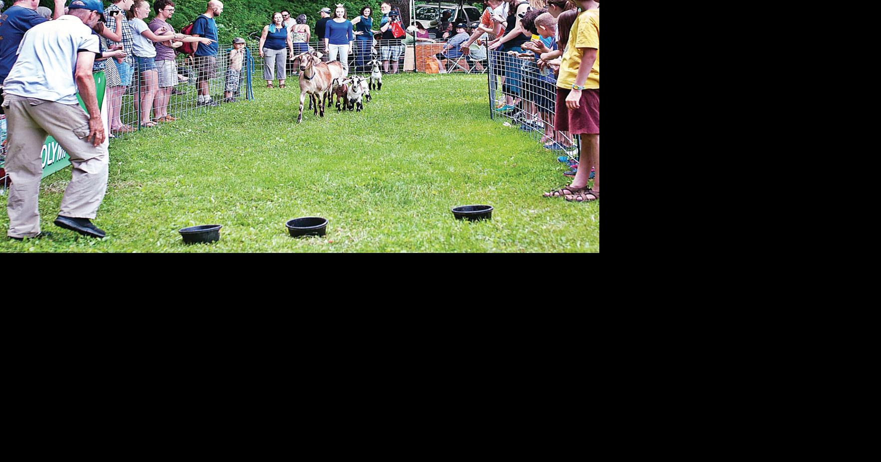 And they're off ... Goat Olympics! | Archives | reformer.com