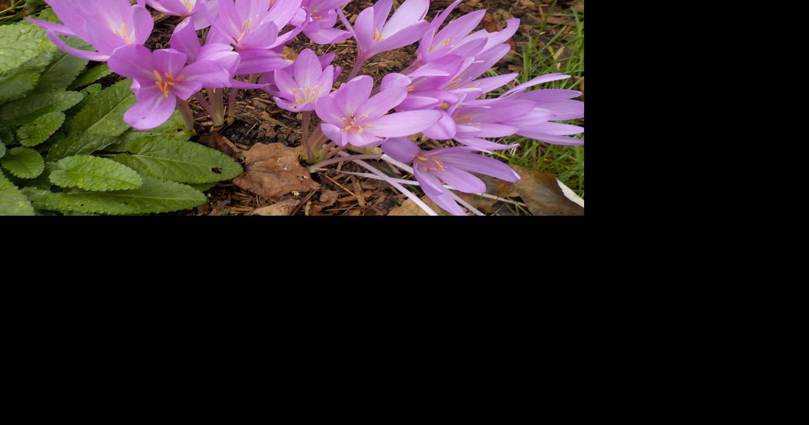 Henry Homeyer | Notes from the Garden: Fall flowers are important for ...