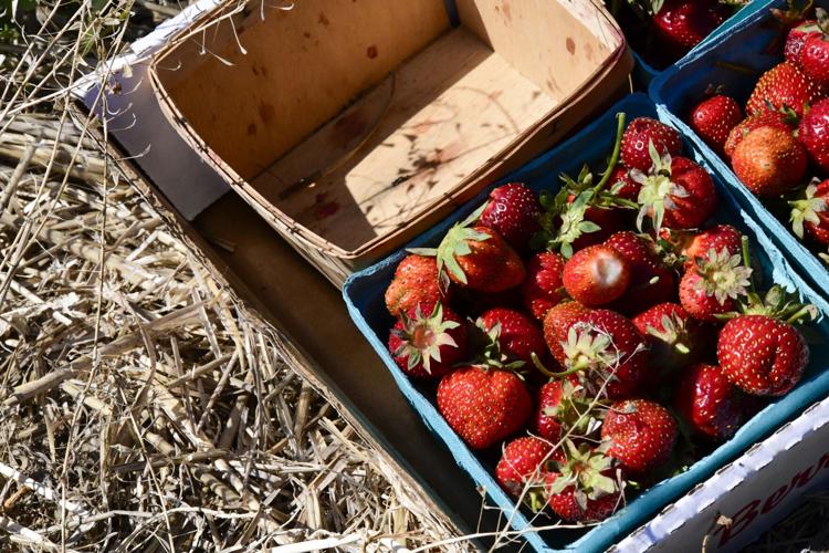 PHOTOS: Picking strawberries | Multimedia | reformer.com