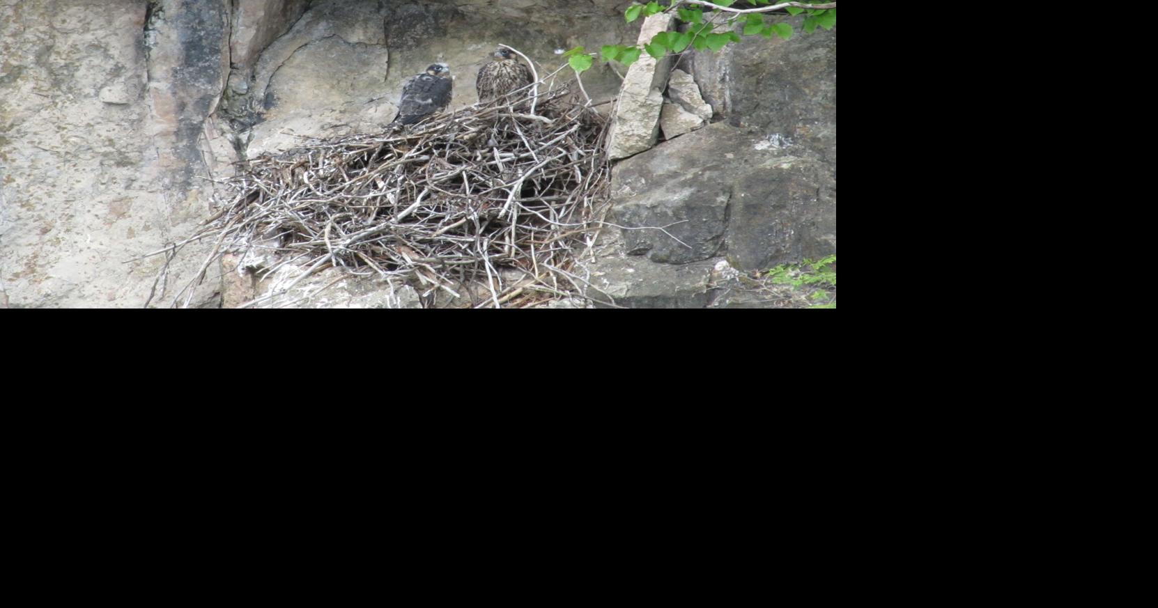 Peregrine falcon nesting season has ended, cliffs clear to hike and ...