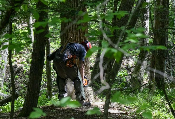 PHOTOS: Taking down an ash tree | Multimedia | reformer.com