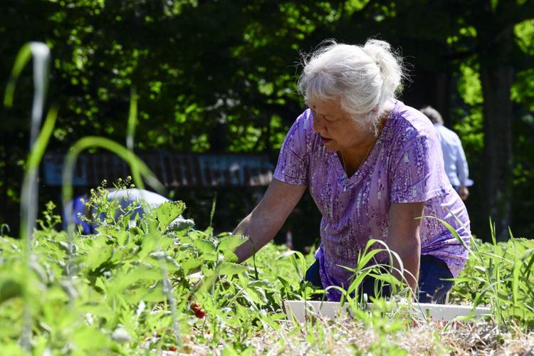 PHOTOS: Picking strawberries | Multimedia | reformer.com