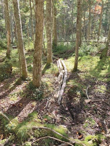 The long hike to Bourn Pond | Outdoors | reformer.com