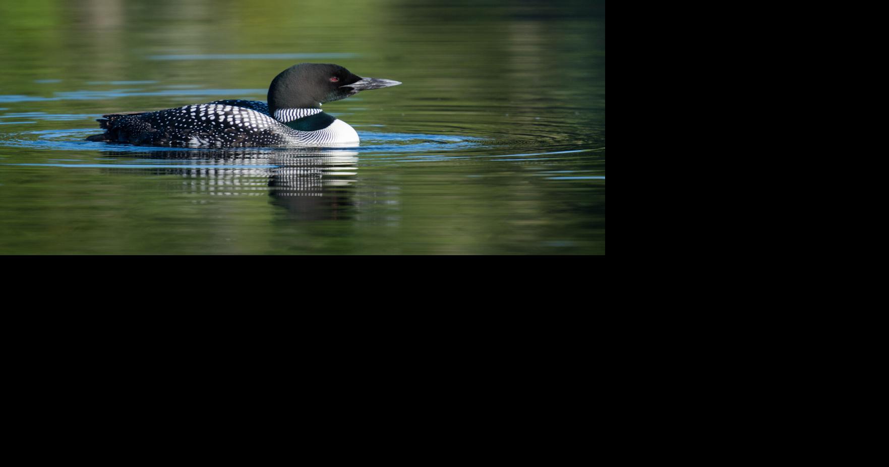 Protect nesting loons and loon chicks | Outdoors | reformer.com
