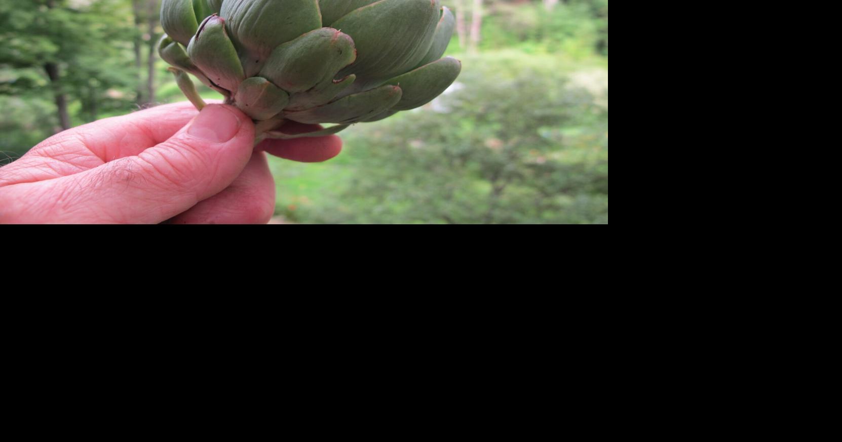 Henry Homeyer | Notes from the Garden: The benefits of organic vs ...