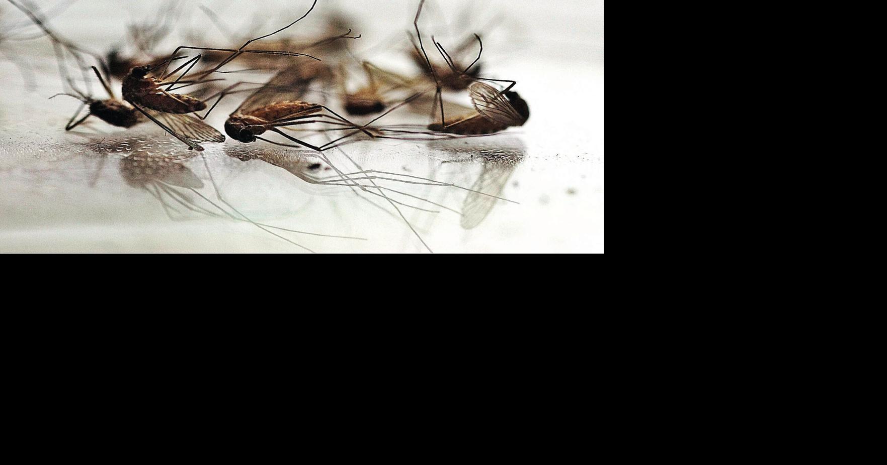 Mosquitoes test positive for EEE Virus in Grand Isle and Franklin ...