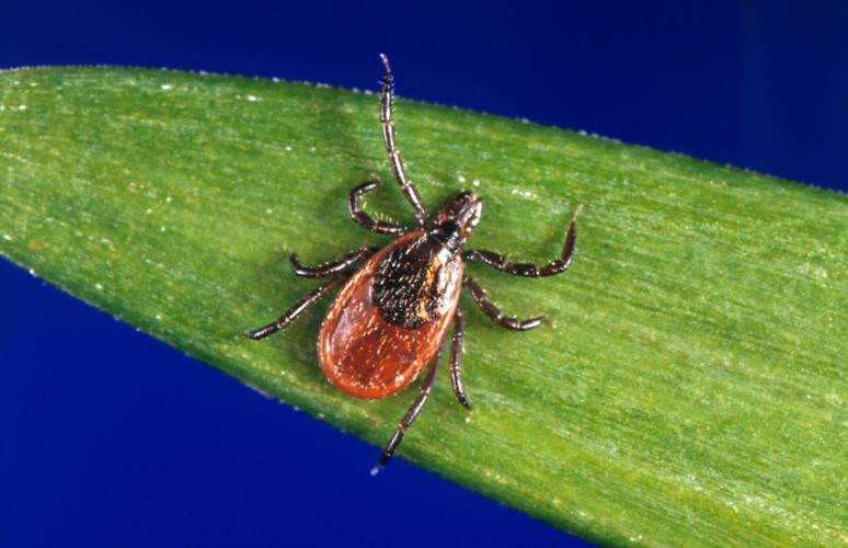 Graceful Health | Phil Schafer: Protect yourself from ticks | Health ...