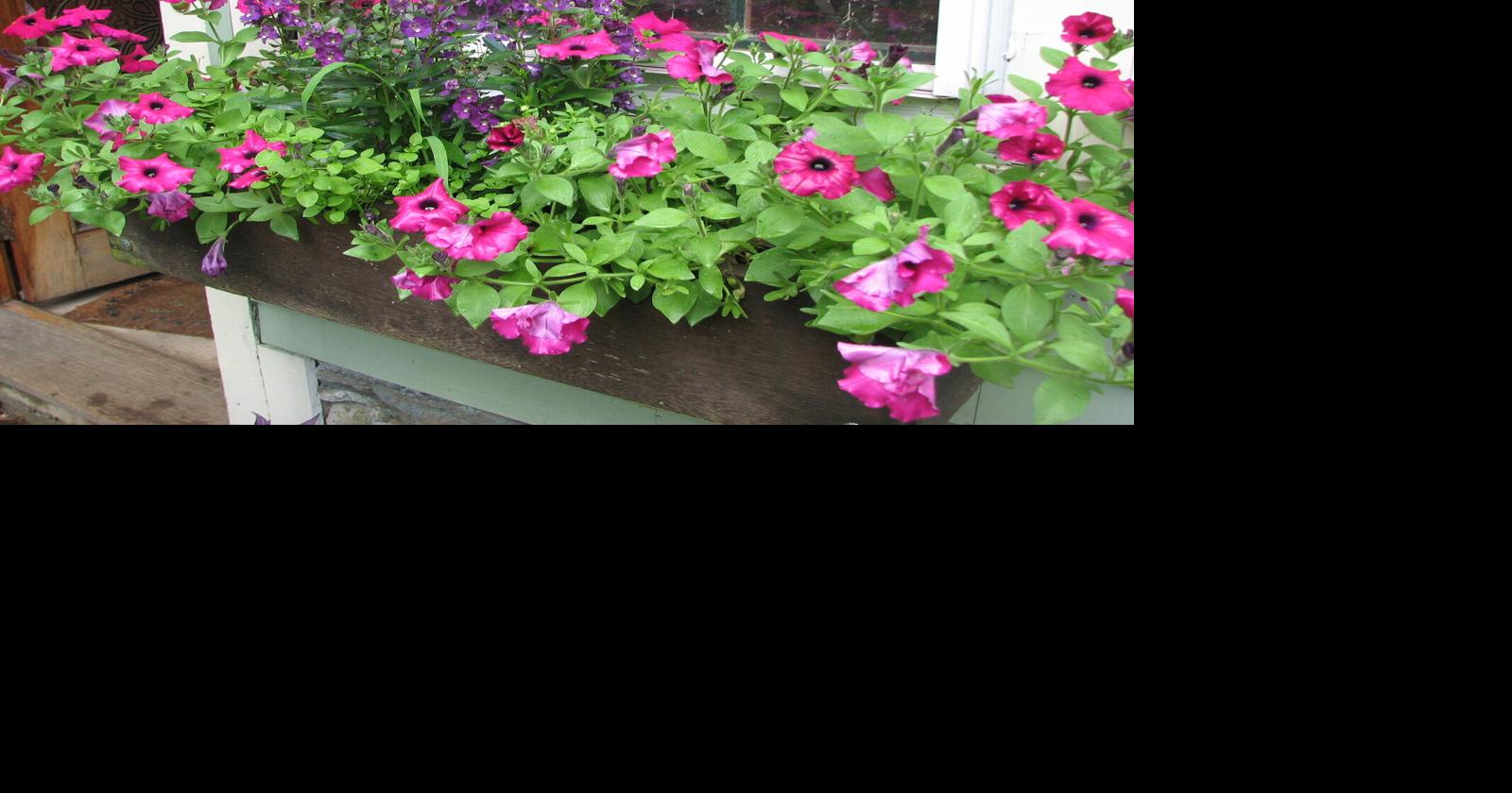 Henry Homeyer | Notes from the Garden: Window boxes — something ...