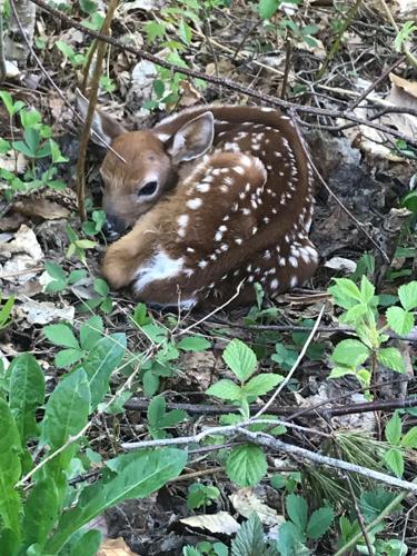 newborn deer processing