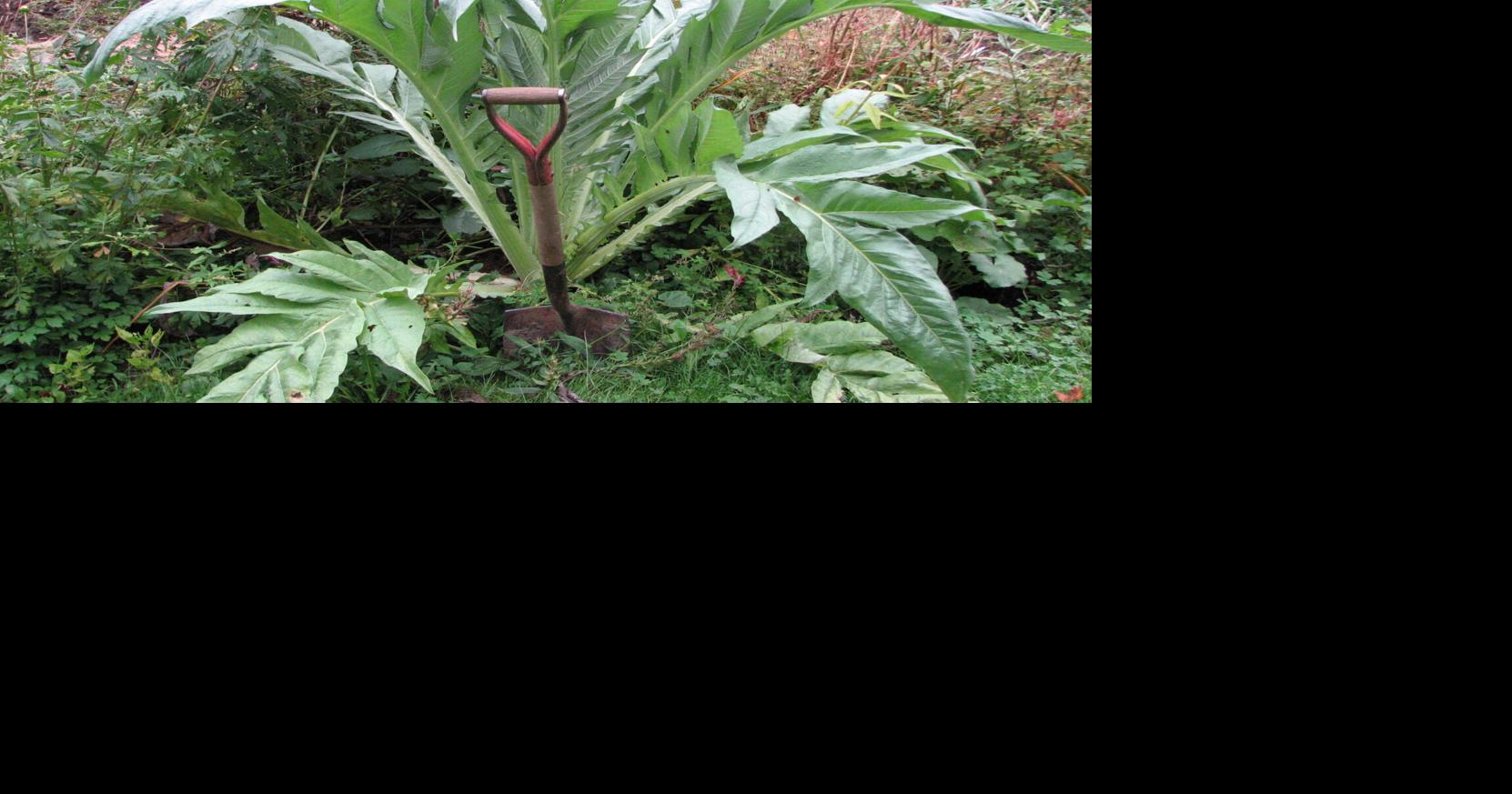 Henry Homeyer | Notes from the Garden: Growing and eating cardoon ...