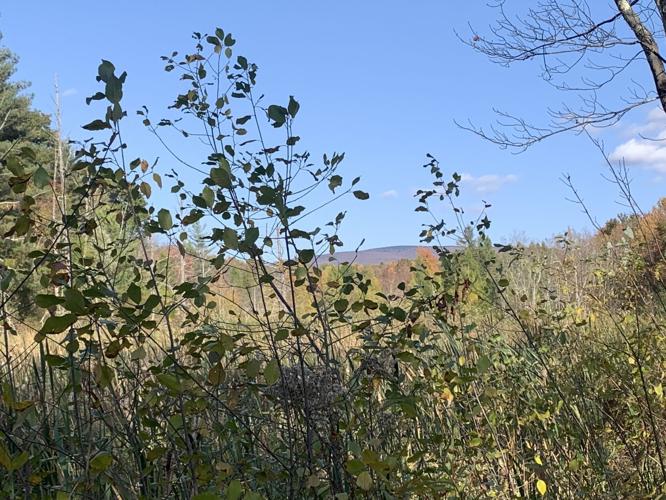 Hiking on the Robert Frost Trail on an October afternoon | Outdoors ...