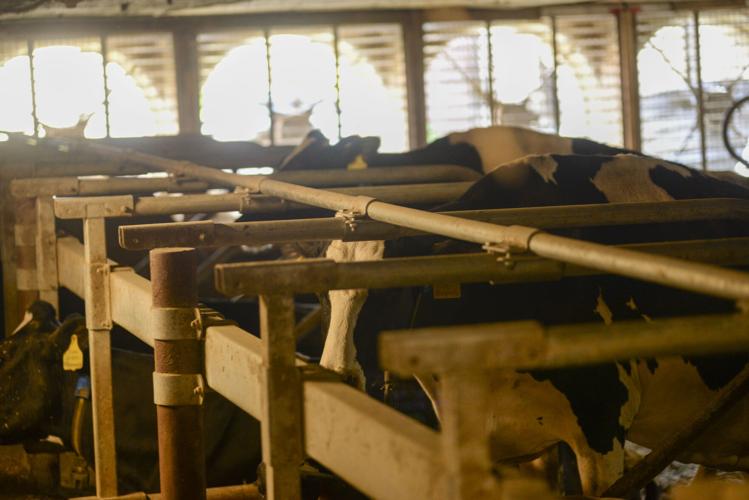 'A happy cow is a more productive cow': Vernon farmer creates wind ...