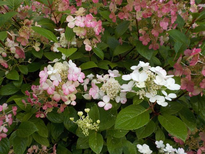 Henry Homeyer | Notes From the Garden: Hydrangeas always win | Outdoors ...