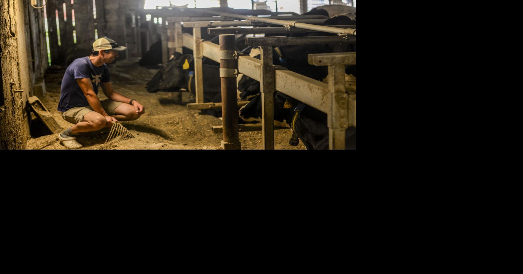 'A happy cow is a more productive cow': Vernon farmer creates wind ...