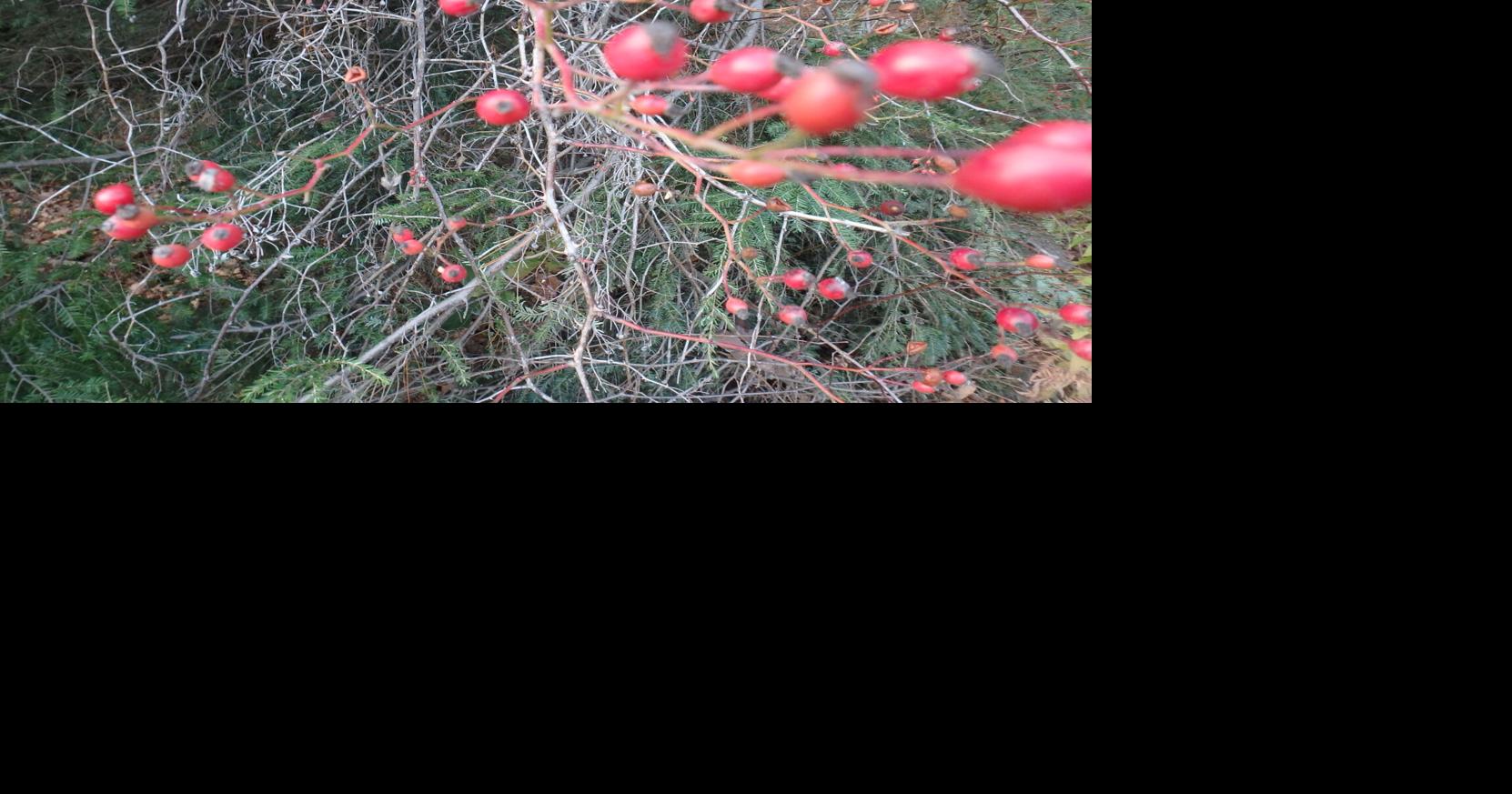 Henry Homeyer | Notes from the Garden: Invasives — what can you do ...