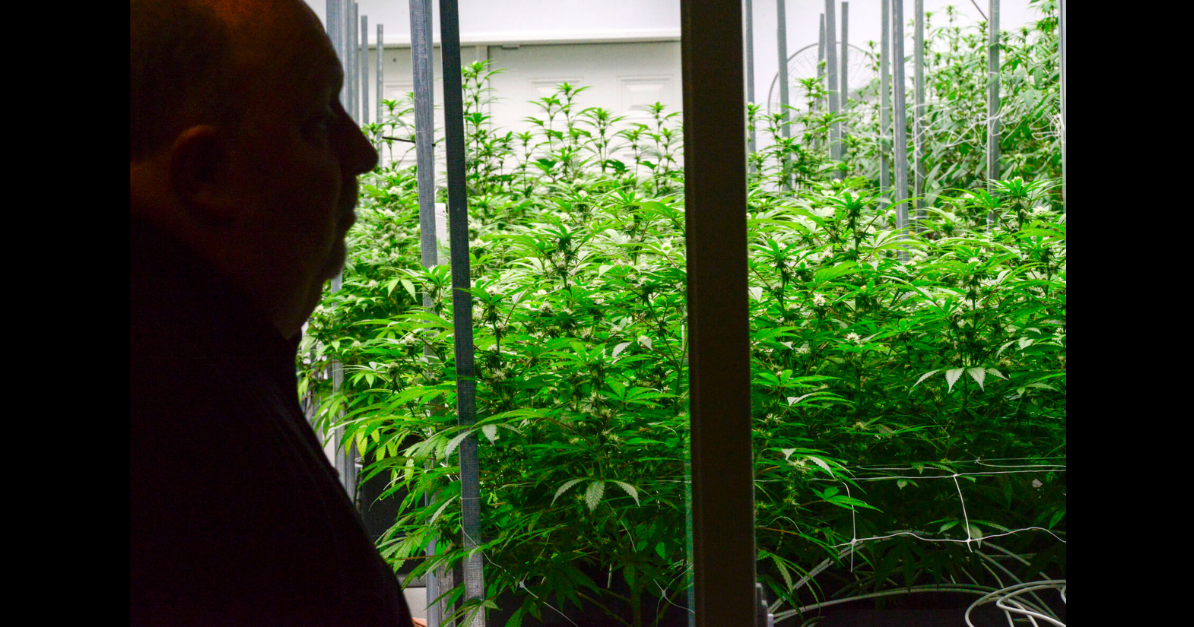 Vermont Bud Barn's grow operation is learning experience ...