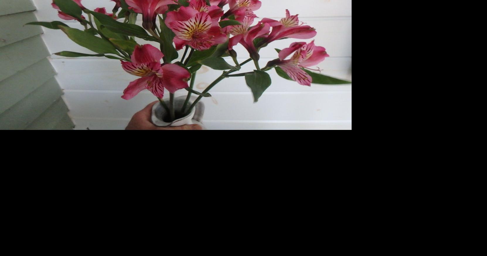 Notes from the Garden by Henry Homeyer: Spring Is On Its Way ...