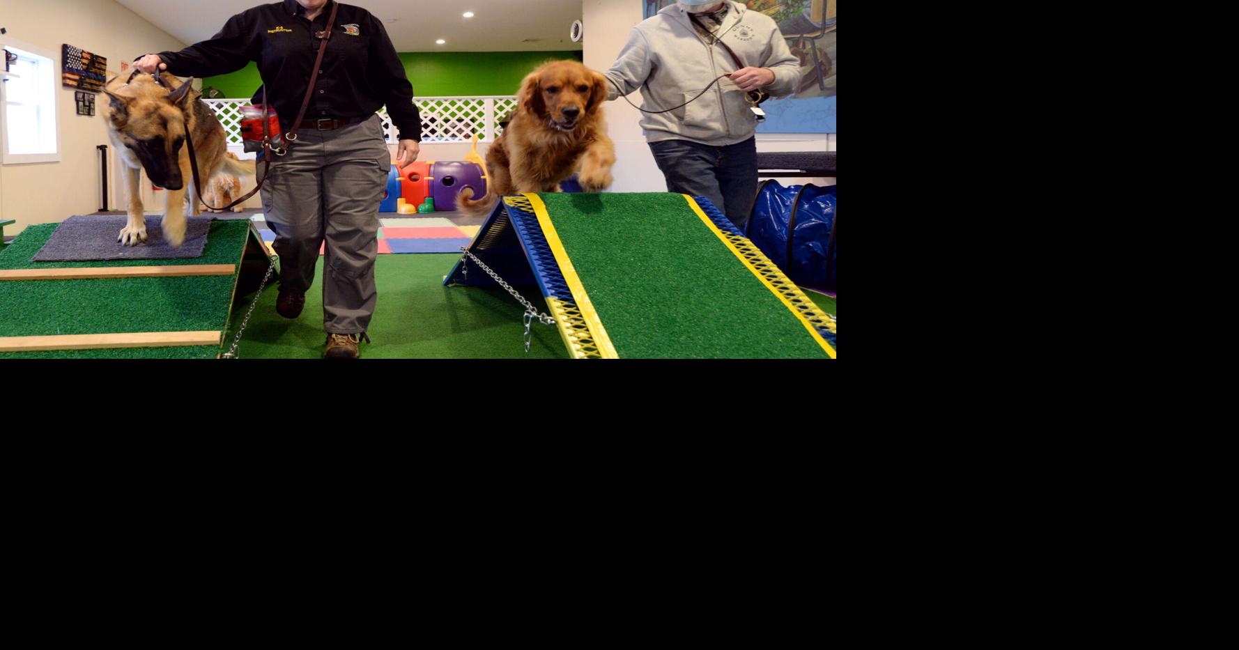 Service dog trainer hopes to expand program serving veterans | Local ...