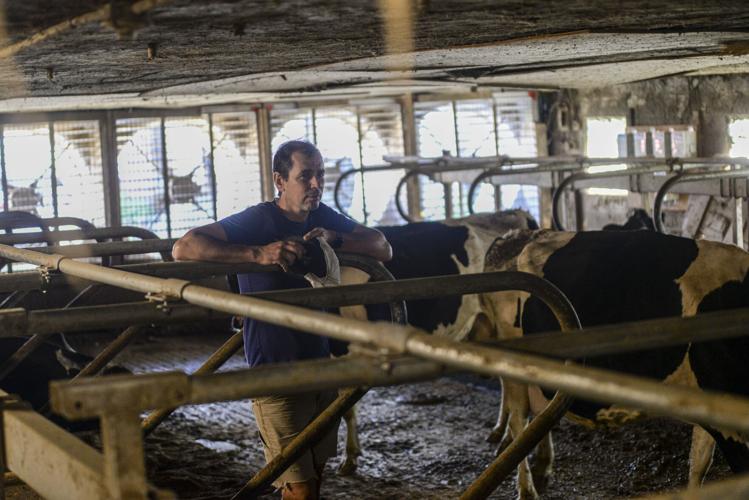 'A happy cow is a more productive cow': Vernon farmer creates wind ...