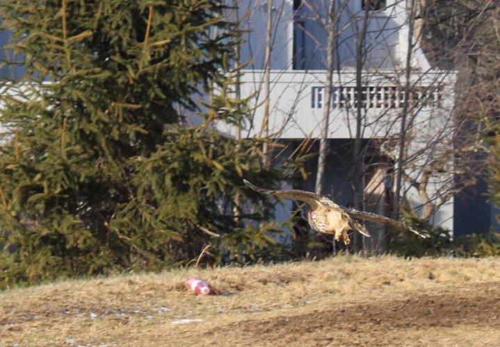 Tom the owl recovered, makes return to wild | Outdoors | reformer.com