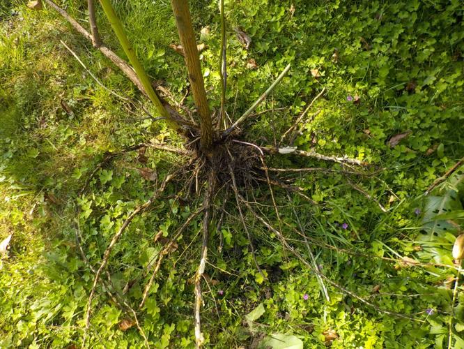 Henry Homeyer | Notes from the Garden: Invasives — what can you do ...