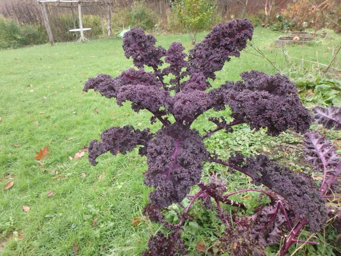 Homeyer | Notes from the Garden: In praise of kale, the misunderstood ...
