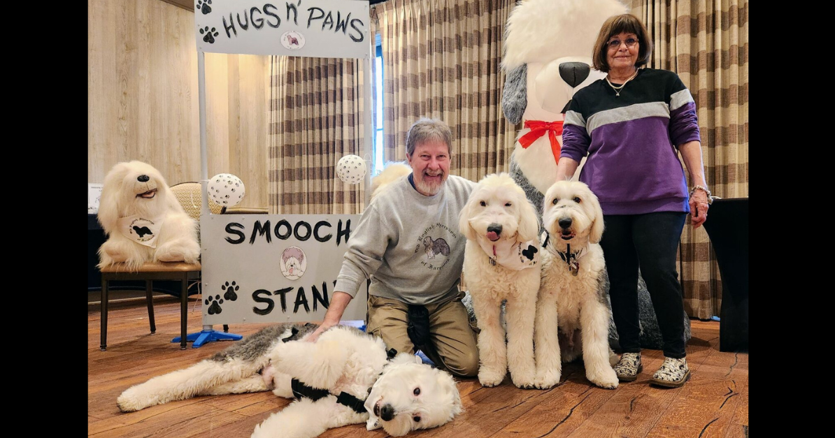 Invasion of the sheepdogs: Group celebrating the 'Old English' breed ...