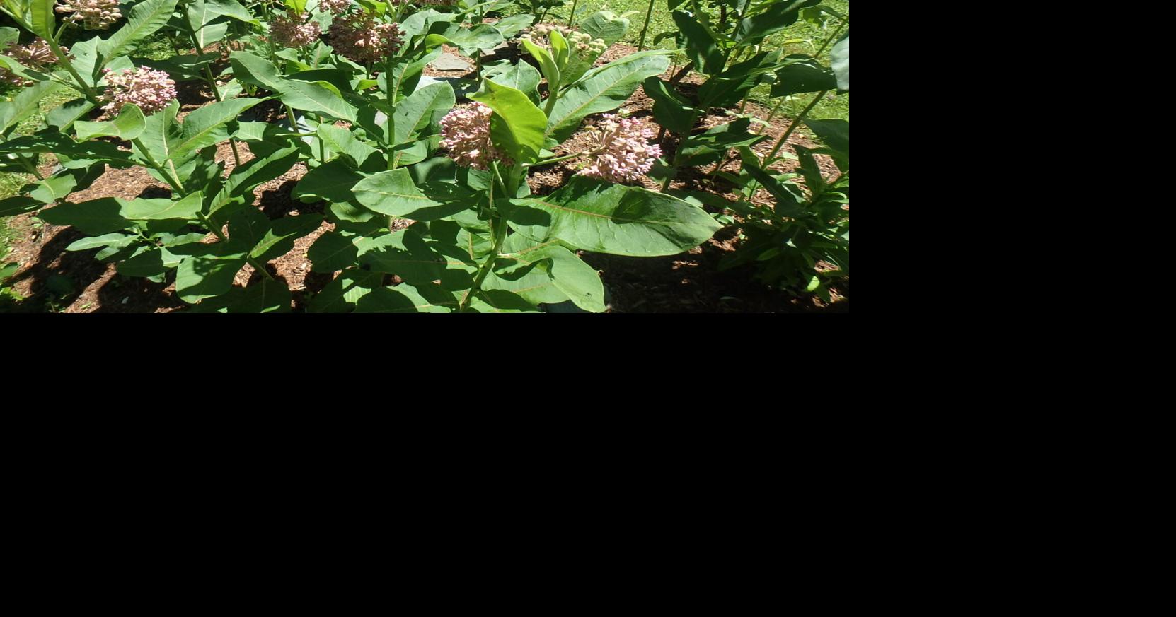 Henry Homeyer | Notes from the Garden: Creating a better environment ...