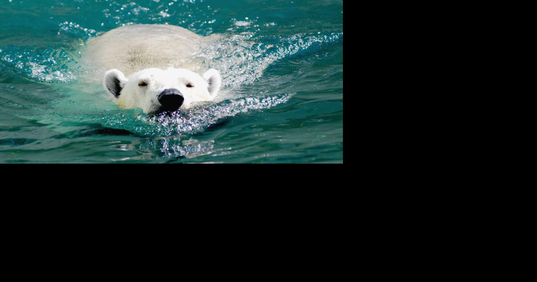 Polar Plunge | Food for Thought with Kat | Entertainment | reformer.com