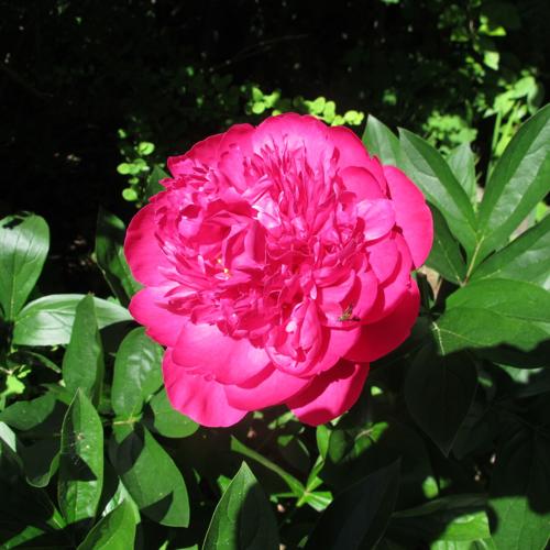 Henry Homeyer | Notes from the Garden: On Becoming a Plant Collector ...