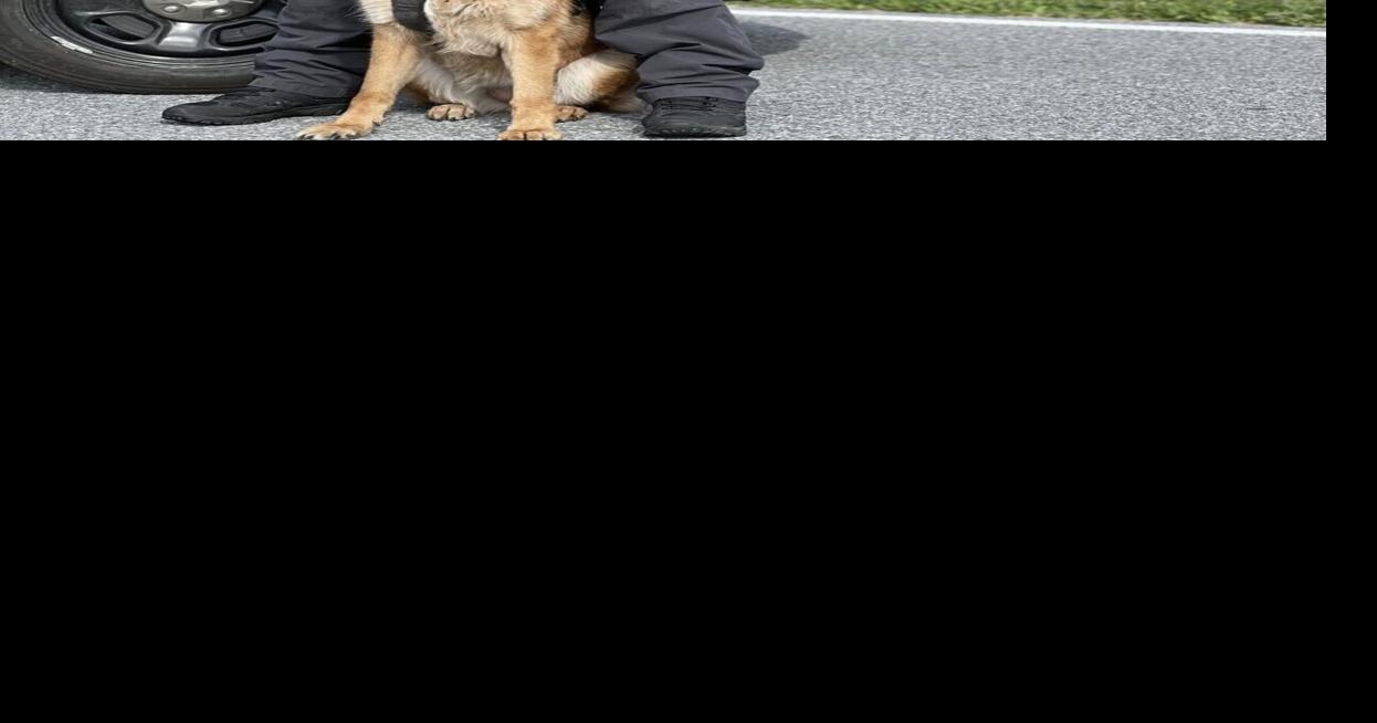 Beloved Bennington PD K9 Gracie unexpectedly passes | | reformer.com
