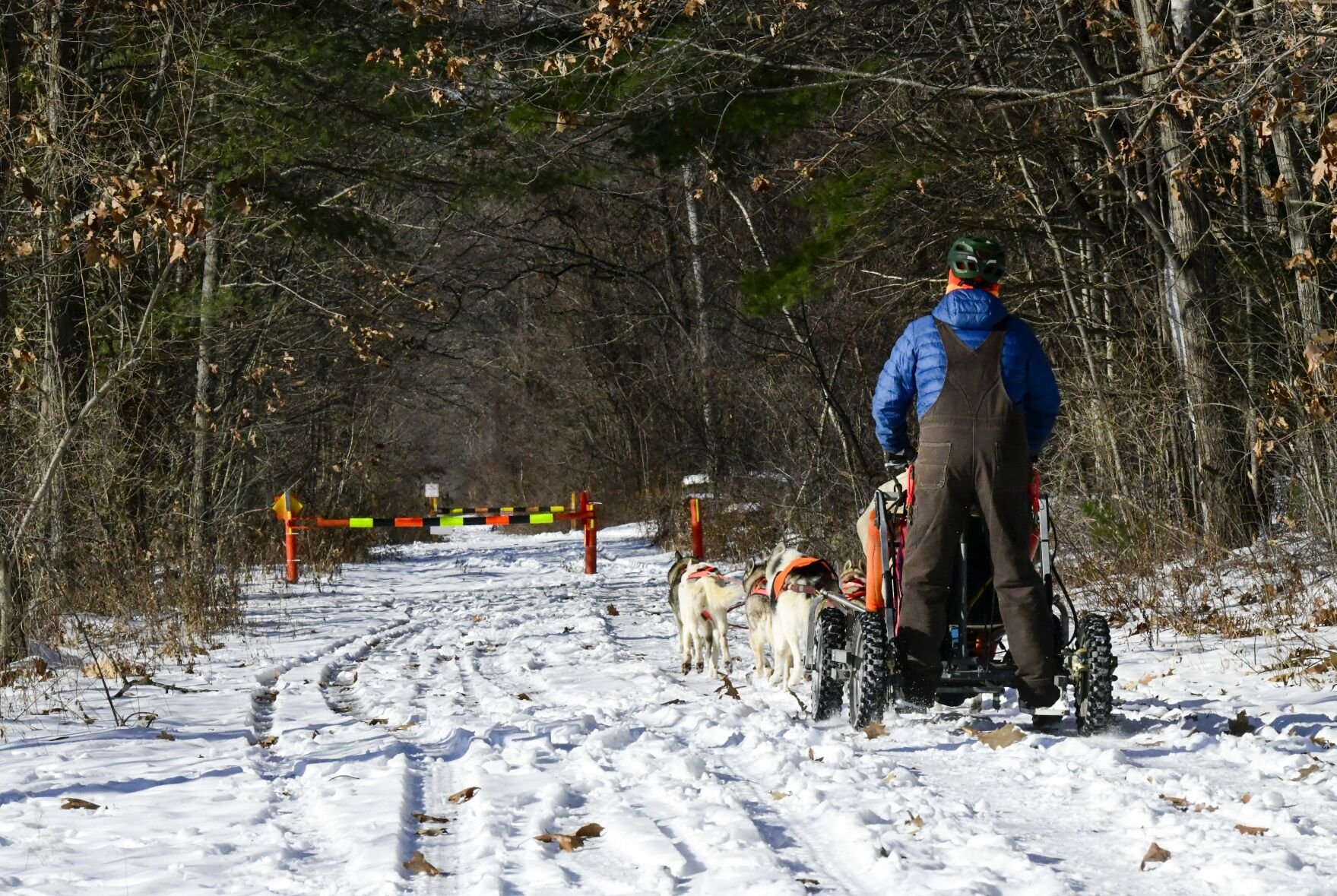 Dog gone days of winter | Local News | reformer.com
