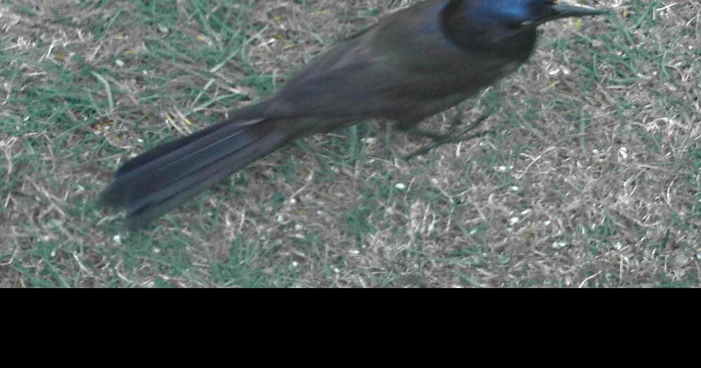 Bird tips: Look for an immigrant, a nomad and a harbinger of spring at ...