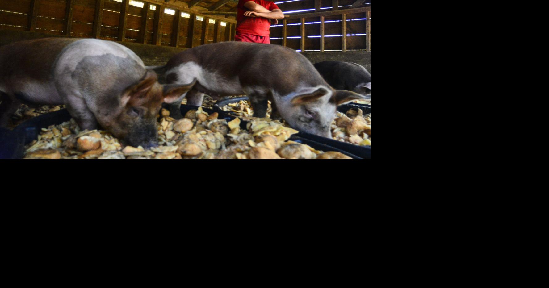 A swine mess: State shuts down West Brattleboro pig farm | Local News ...