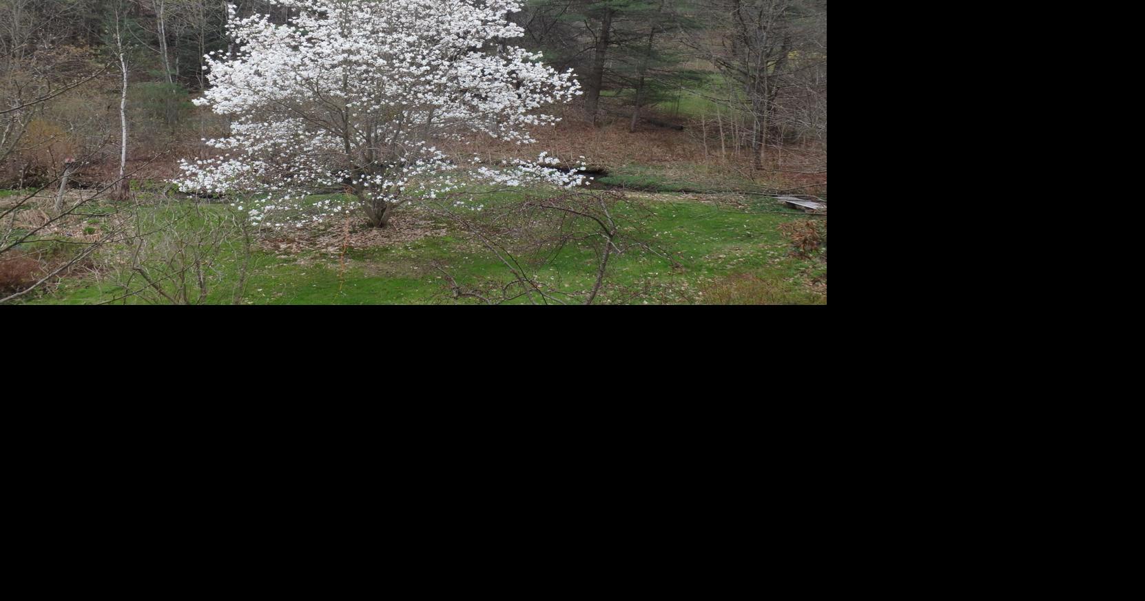 Henry Homeyer | Notes from the Garden: Looking back on our gardens of ...