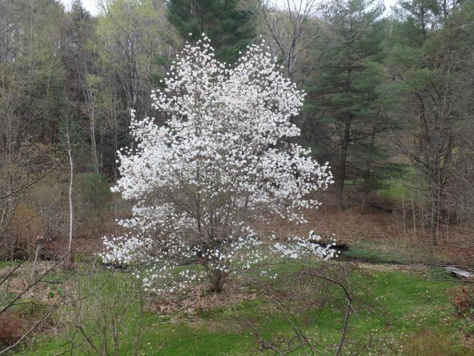 Henry Homeyer | Notes from the Garden: Looking back on our gardens of ...