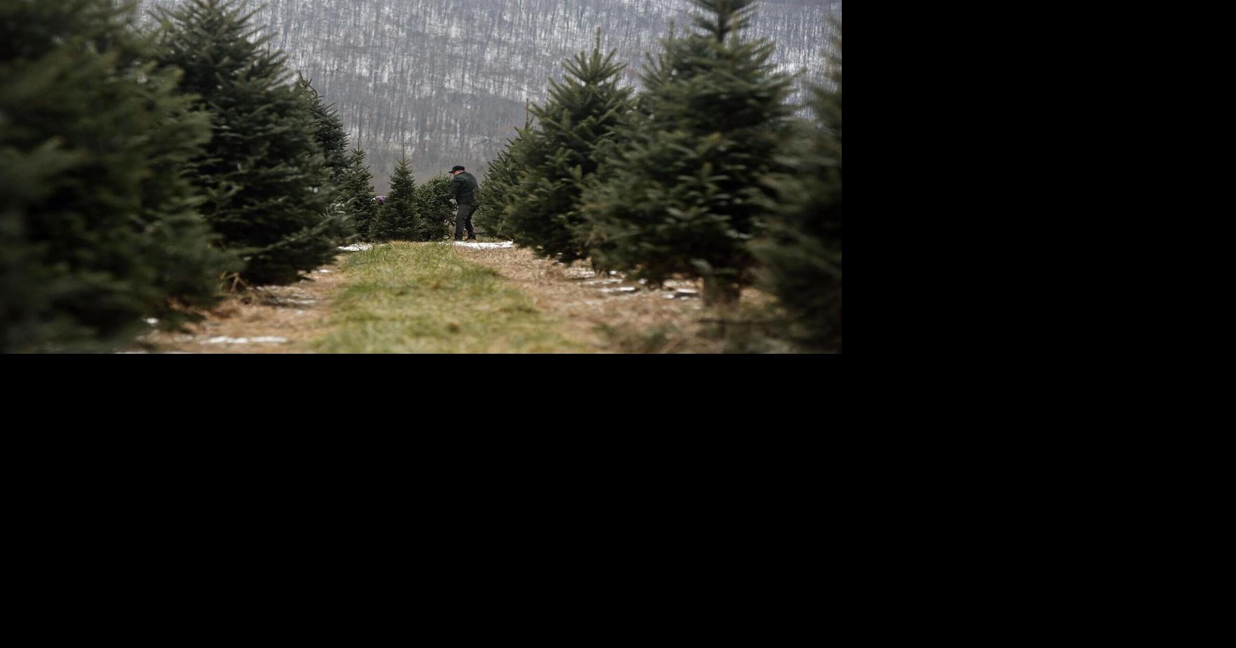 Forest Service offering Christmas Tree permits | | reformer.com