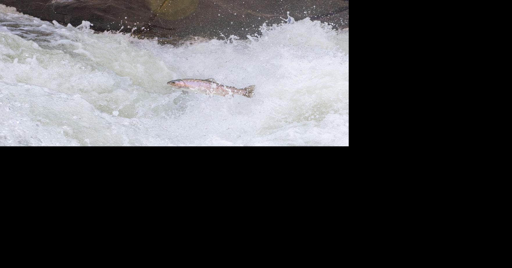 Willoughby Steelhead Rainbow Trout will be jumping | Outdoors ...