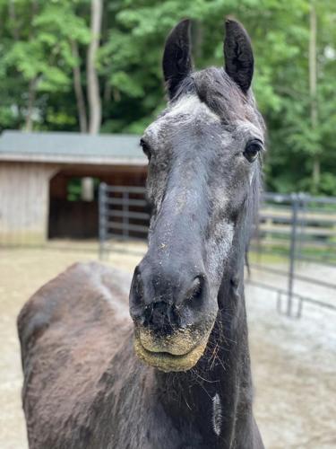 Friesians of Majesty's Labrie pleads not guilty to 16 counts of animal ...