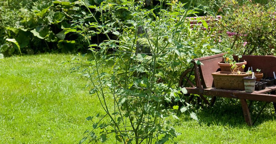 Henry Homeyer | Notes from the Garden: Planning a garden in the lawn ...