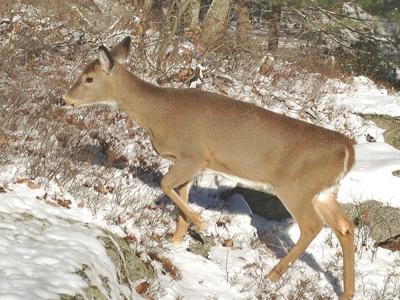 Vermont's animals can survive harsh weather | State | reformer.com